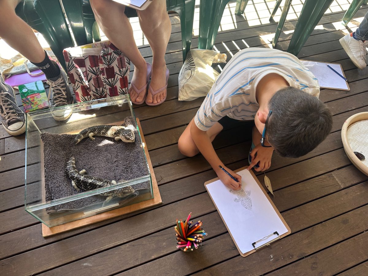 WA School Incursion - Minibeasts Workshop with Eco Action