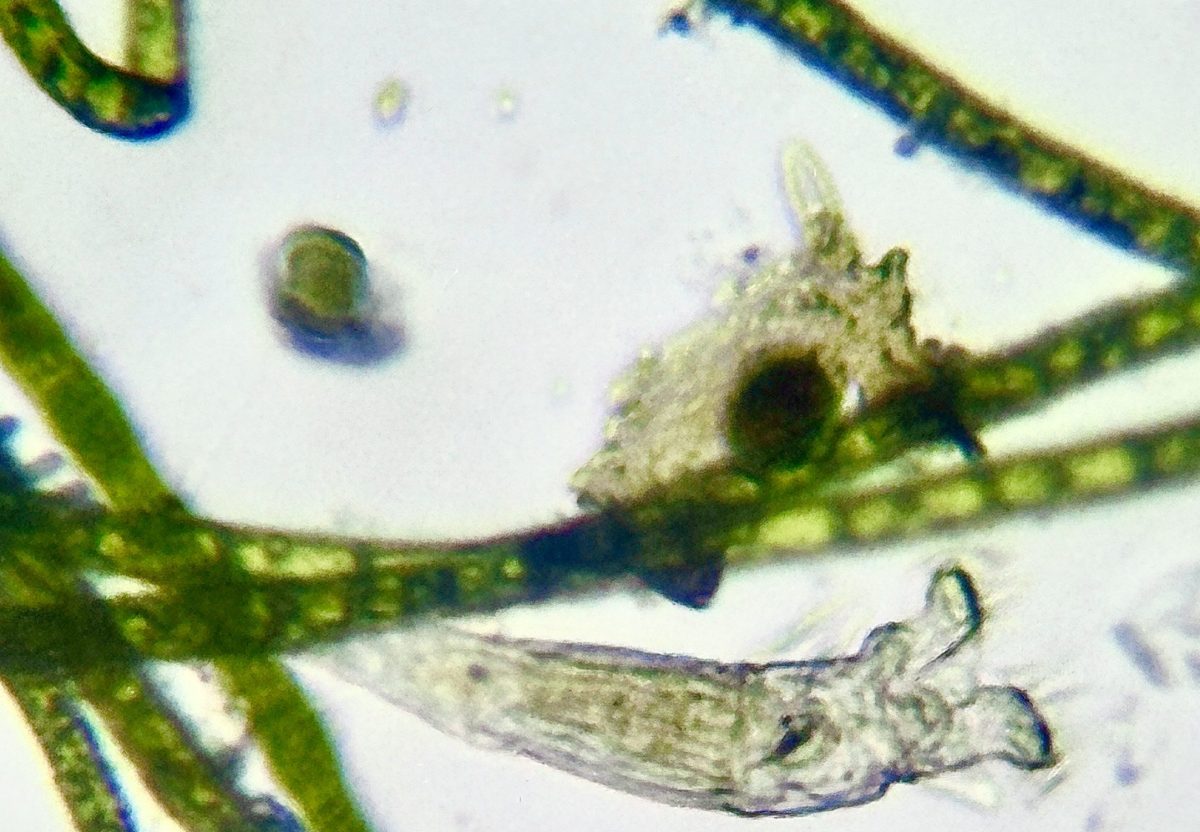 WA School Incursion - Minibeasts Workshop with Eco Action